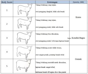Body Score Pada Domba | Edukasi - Pertanian & Peternakan