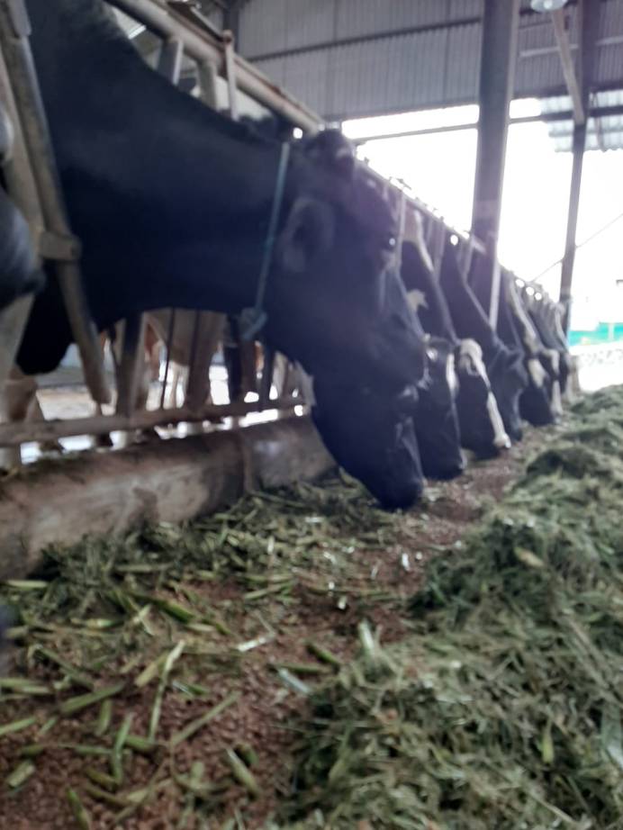 Pakan dan Pengaruhnya Pada Susu | Edukasi - Pertanian & Peternakan